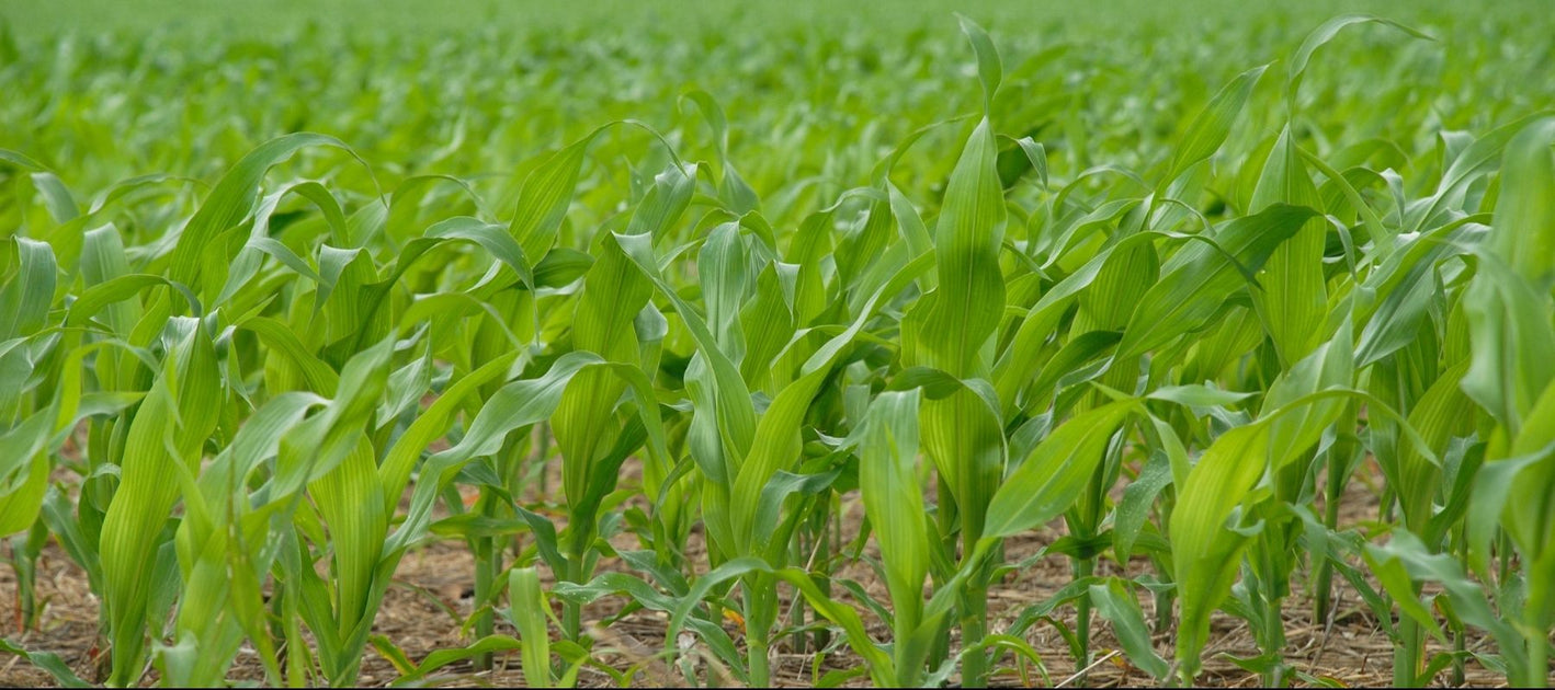 Is Bioethanol the Future? Benefits, Challenges & Innovations