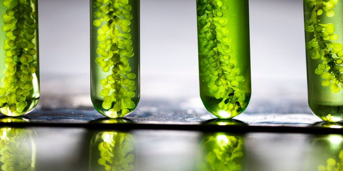 The Truth About Bioethanol: Problems You Need to Know